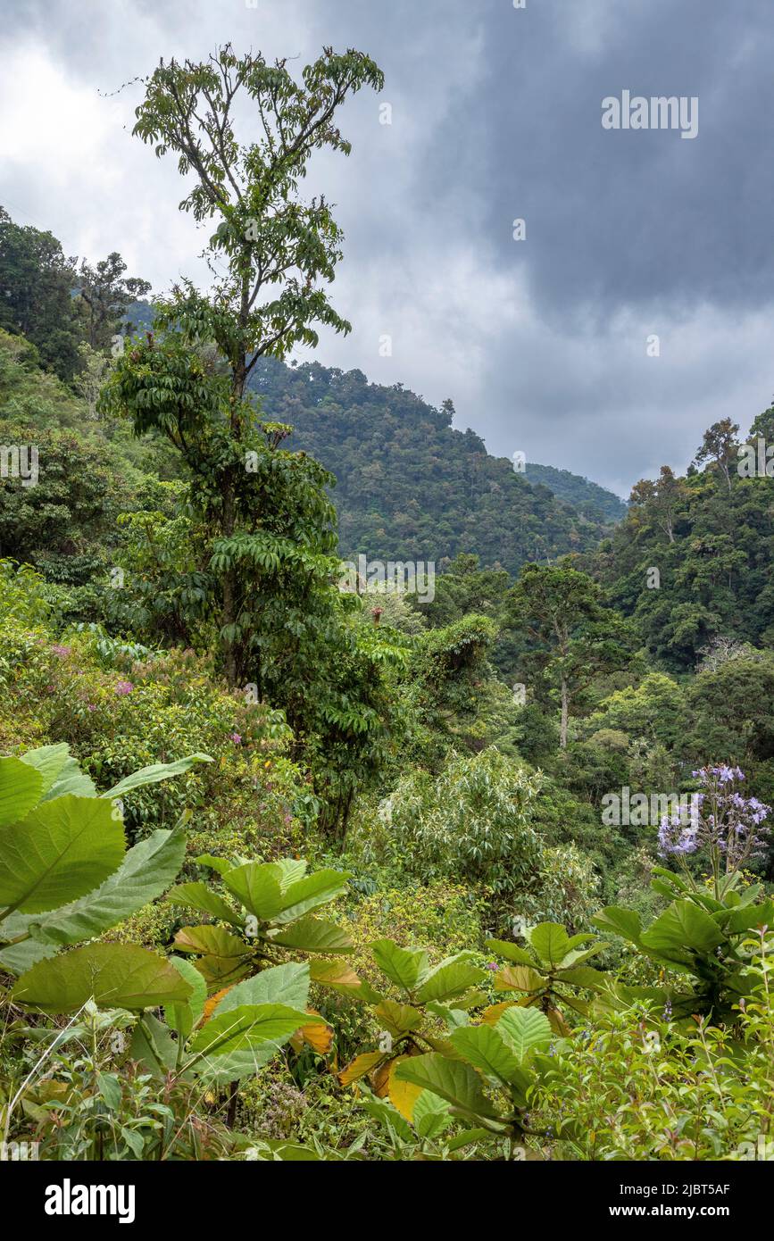 Costa Rica, San Jose province, San Gerardo de Dota, the valley Stock ...