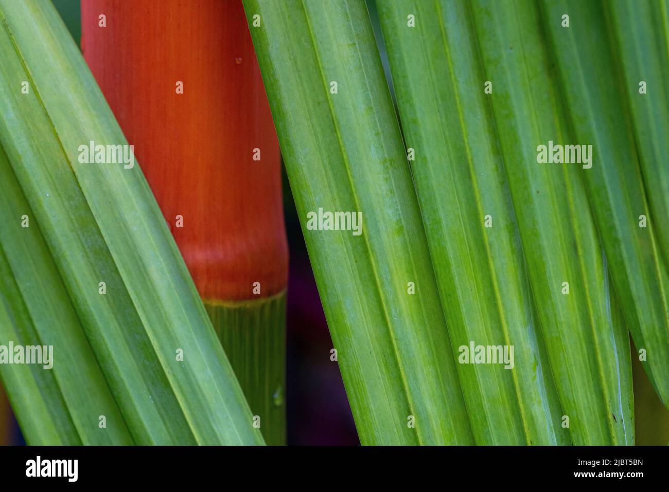 Costa rica palm tree hi-res stock photography and images - Alamy