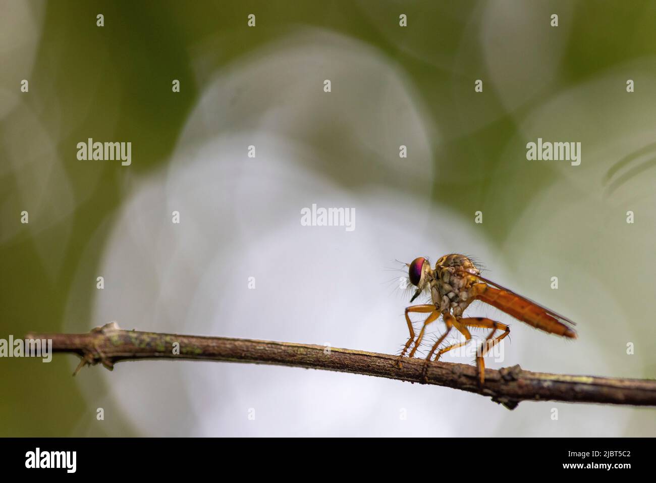 Costa Rica, Limon Province, Cahuita National Park, tropical fly Stock ...