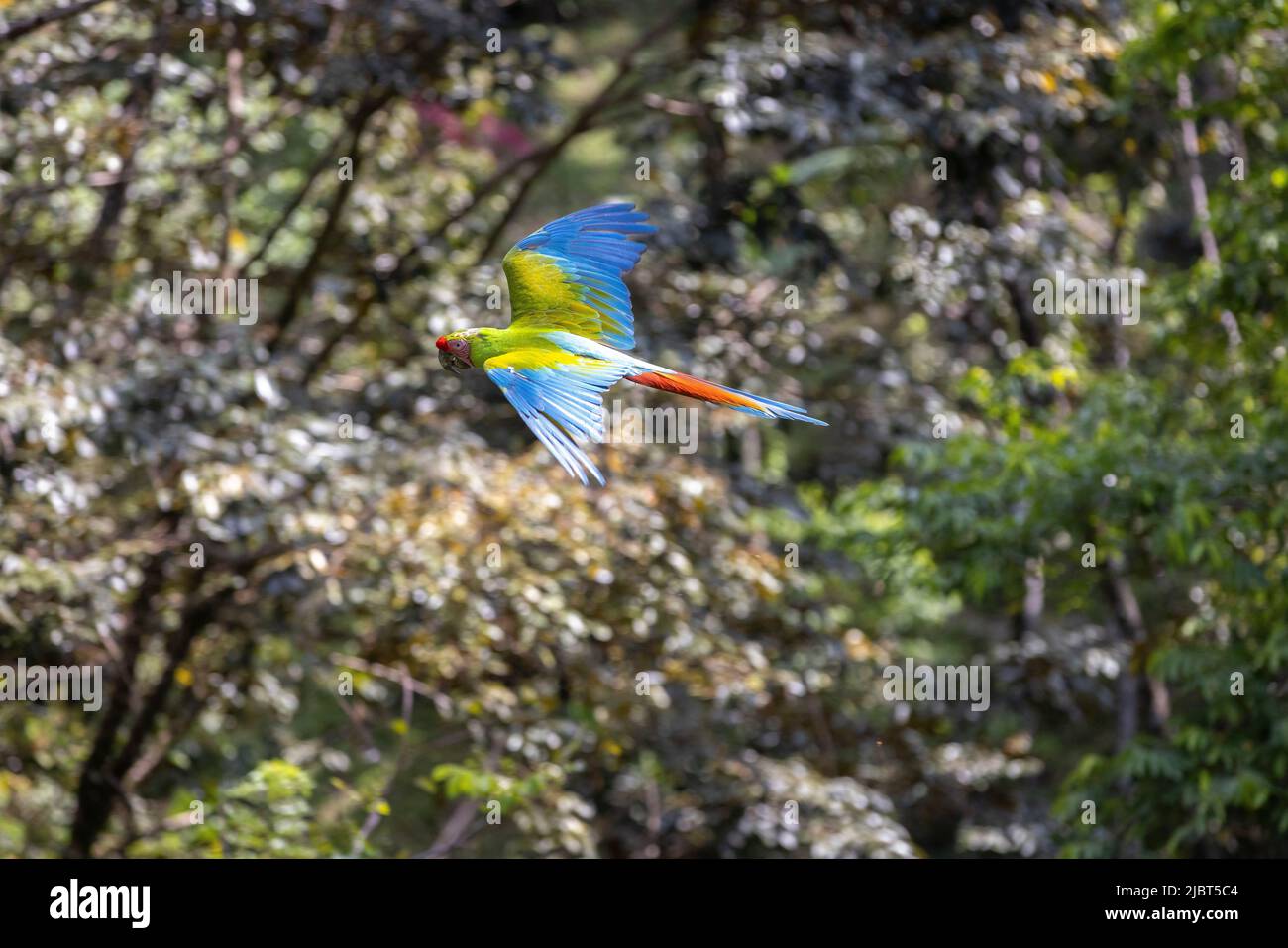 Costa Rica, Limon Province, Buffon's Macaw (Ara ambiguus) in the ...