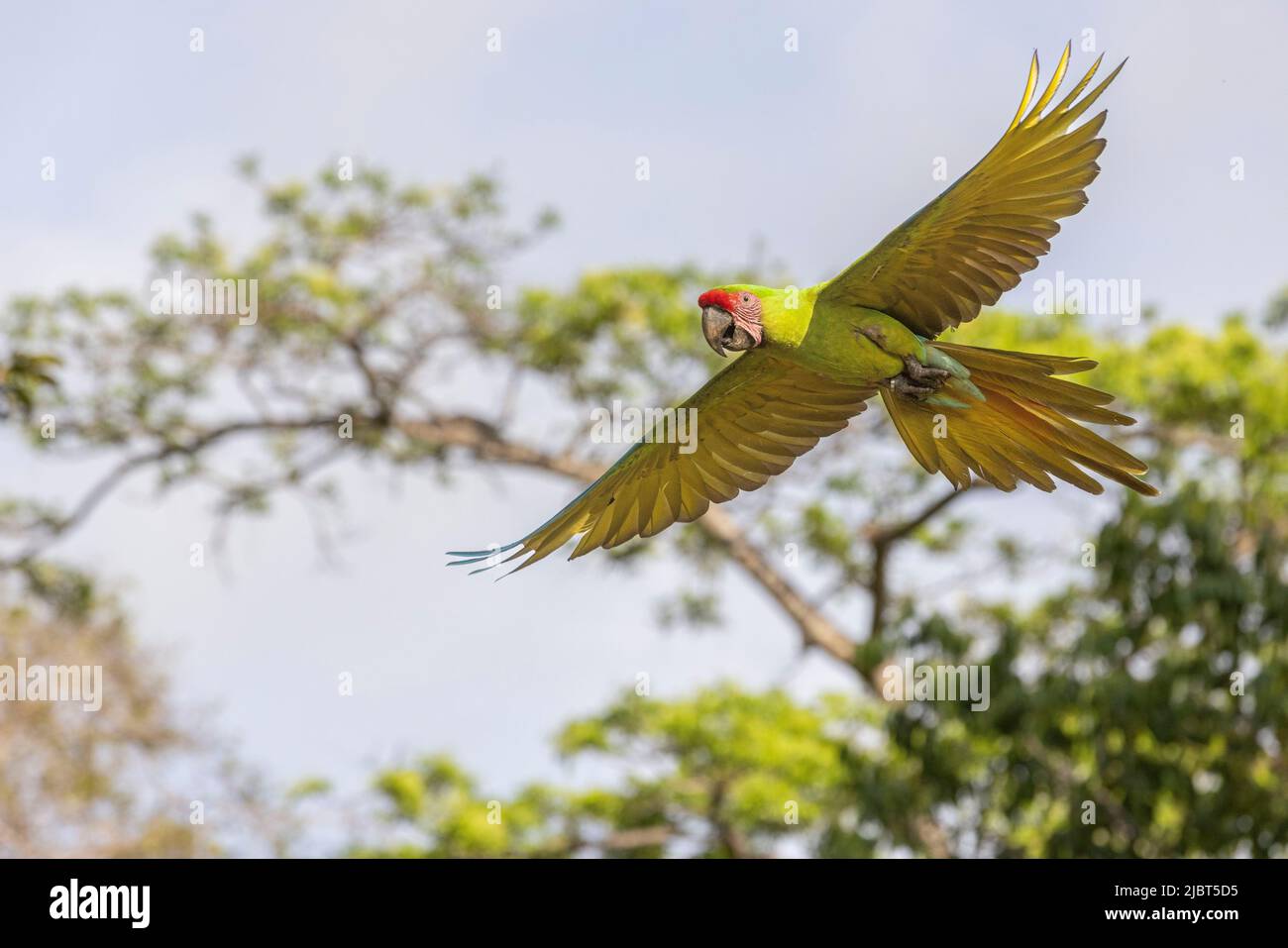 Costa Rica, Limon Province, Buffon's Macaw (Ara ambiguus) in the ...