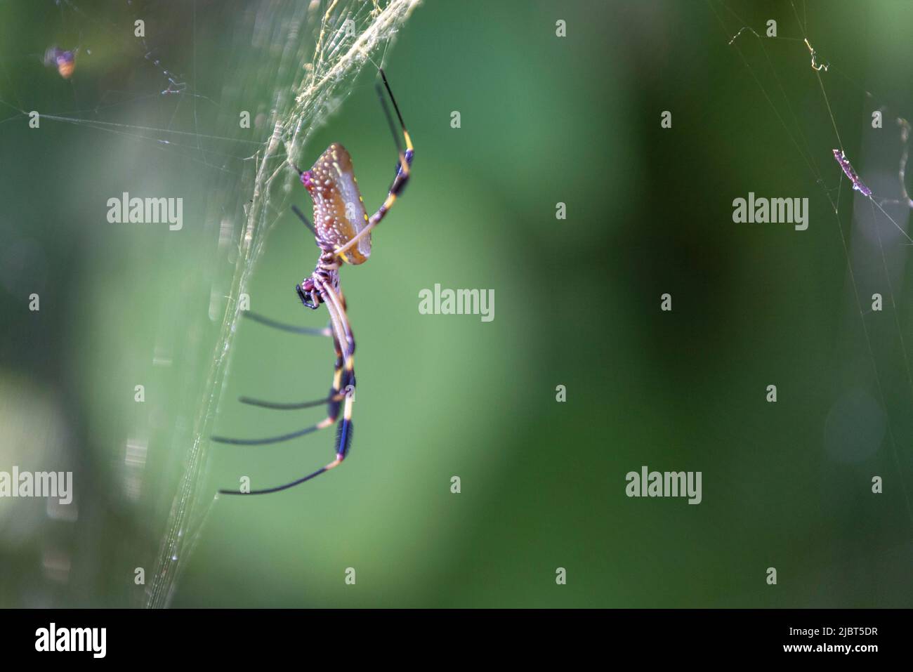 Costa Rica, Limon Province, Cahuita National Park, Nephile Stock Photo ...