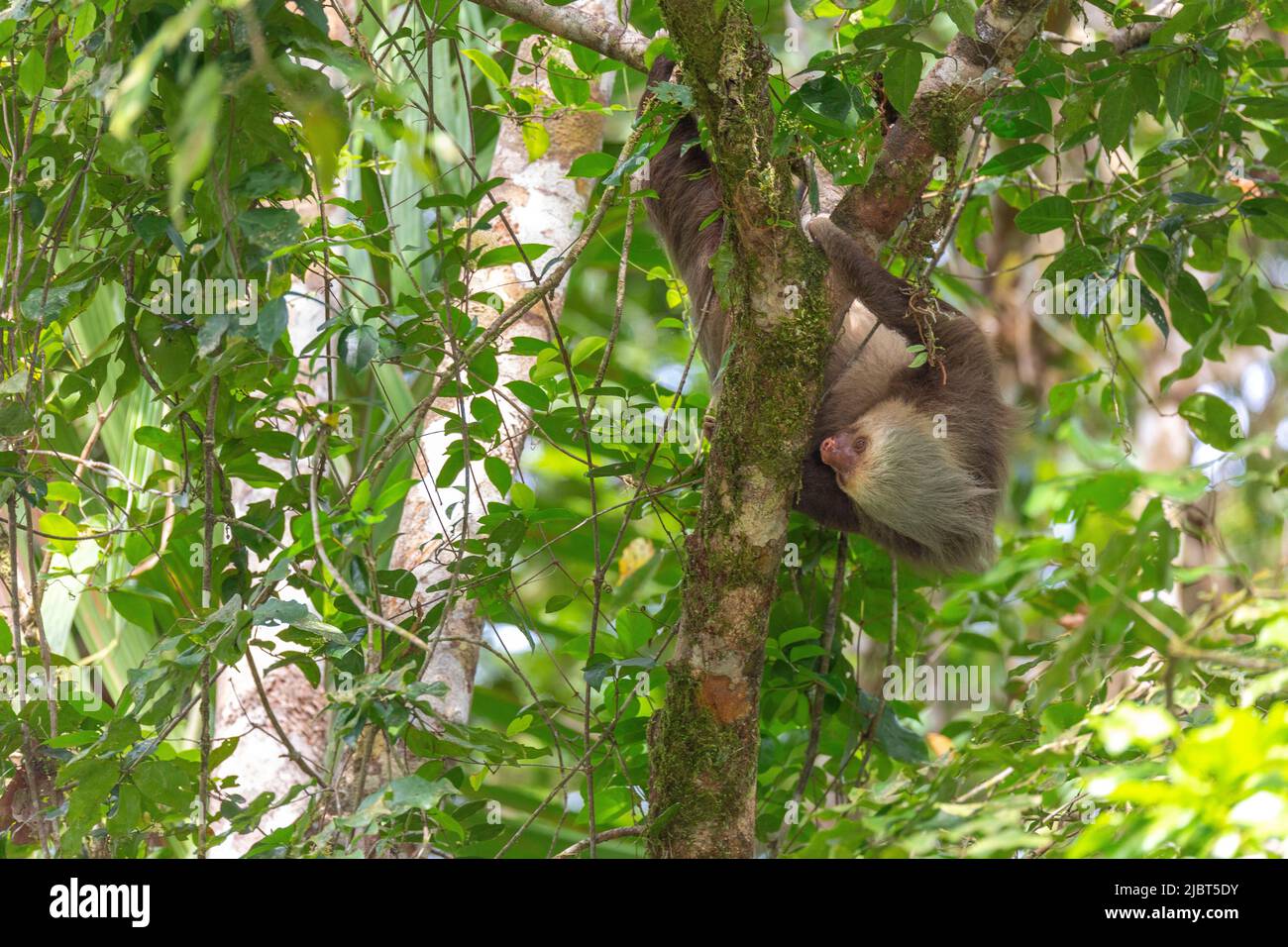 Costa Rica, Limon Province, Tortuguero National Park, Hoffmann's Sloth ...