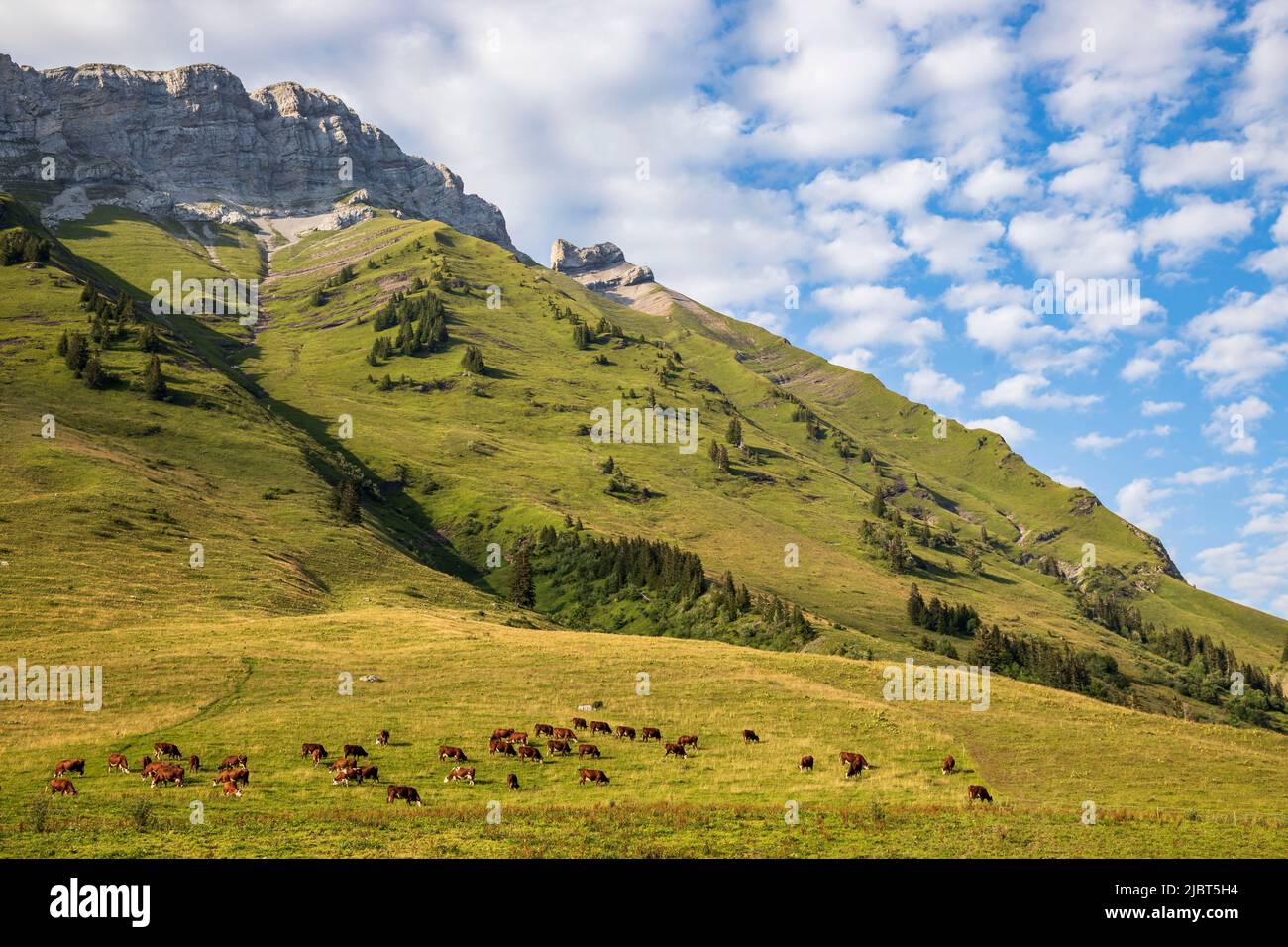France, Savoie, La Giettaz, herd of cows grazing on the edge of the ...