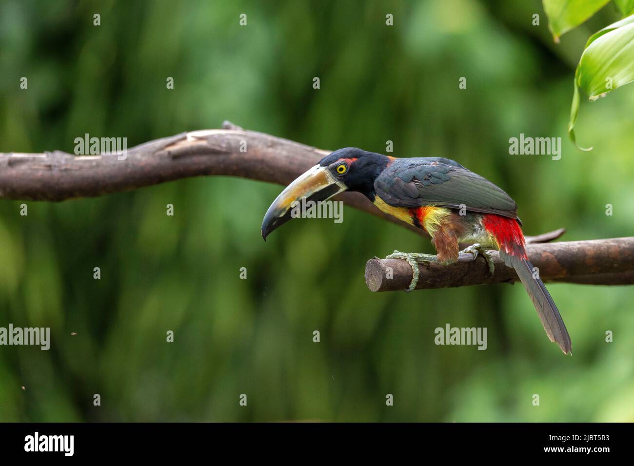 Costa Rica, Alajuela province, Collared Araçari (Pteroglossus torquatus ...