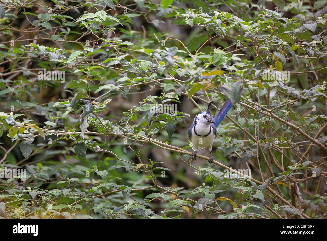 Costa Rica, Alajuela province, White-faced Jay (Calocitta formosa Stock ...