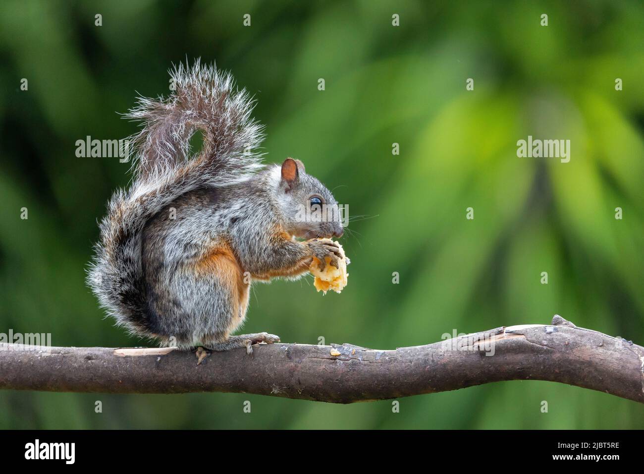 Costa Rica, Alajuela province, squirrel Stock Photo - Alamy