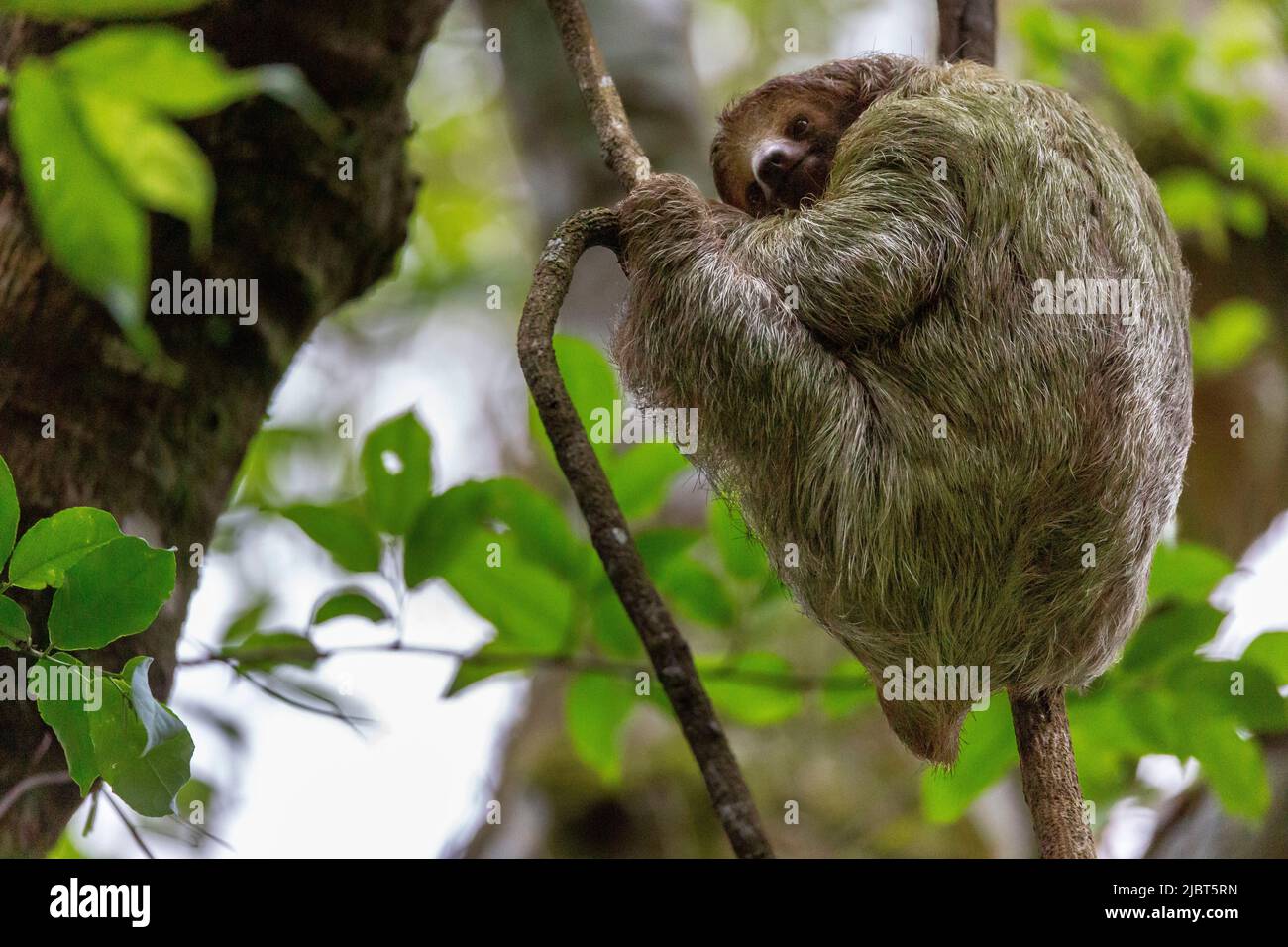 Costa Rica, province d'Alajuela, paresseux à gorge brune (Bradypus ...