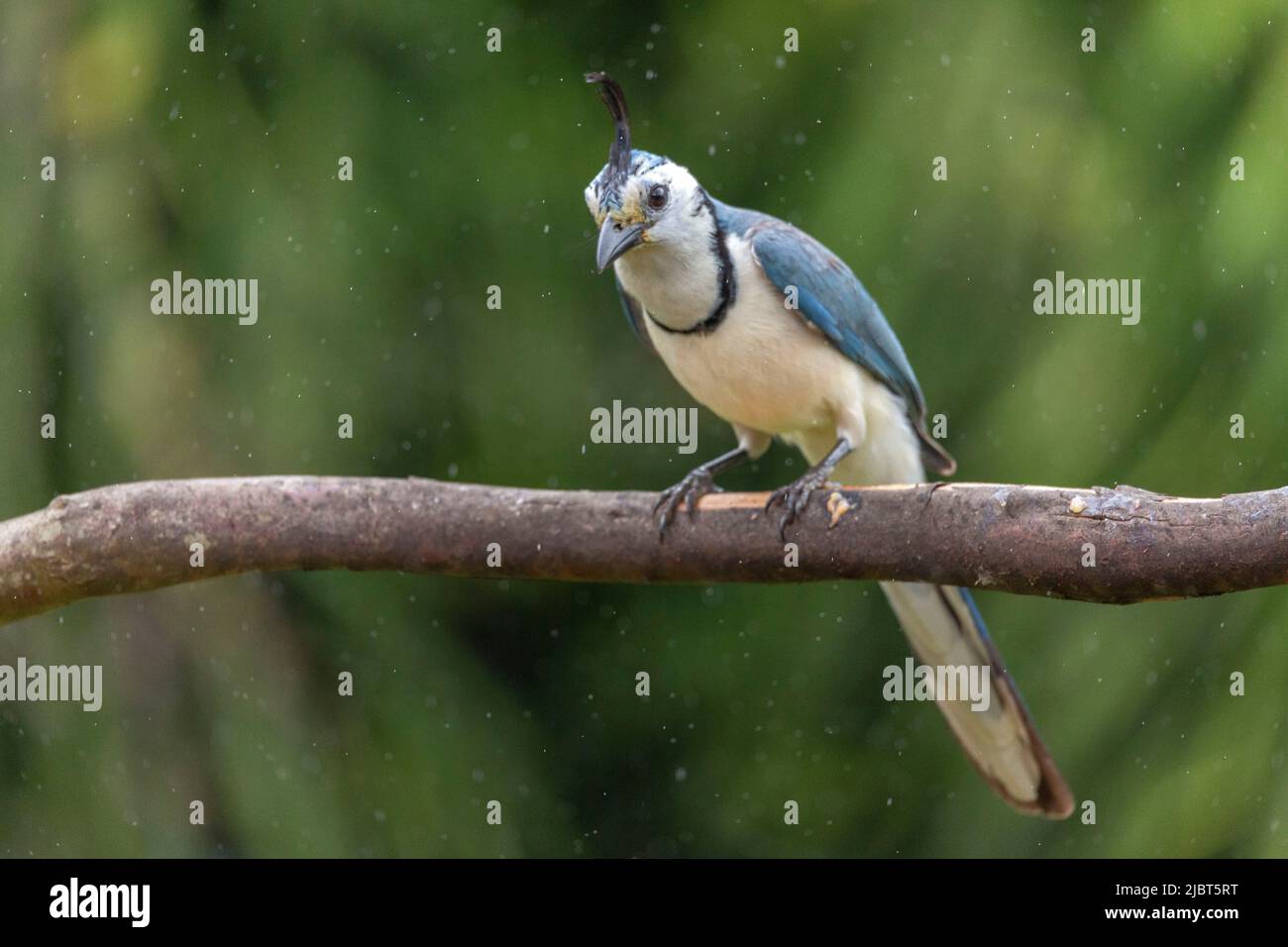 Costa Rica, Alajuela province, White-faced Jay (Calocitta formosa Stock ...