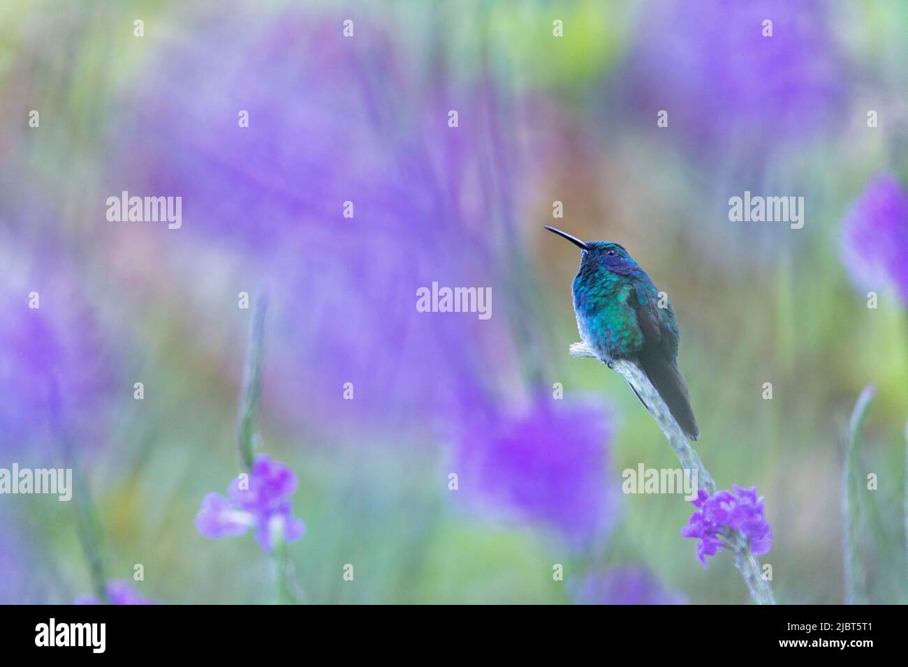 Costa Rica, Puntarenas province, Monteverde, Santa Elena, the Curi ...