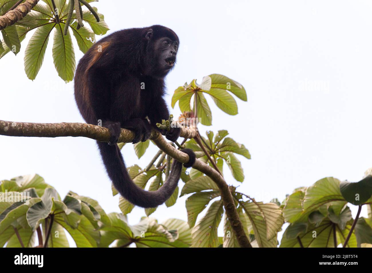 Costa Rica, Alajuela province, black howler monkey (Alouatta caraya ...