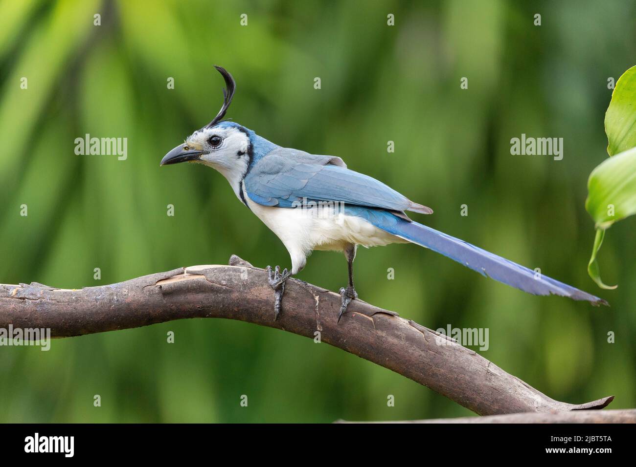 Costa Rica, Alajuela province, White-faced Jay (Calocitta formosa Stock ...