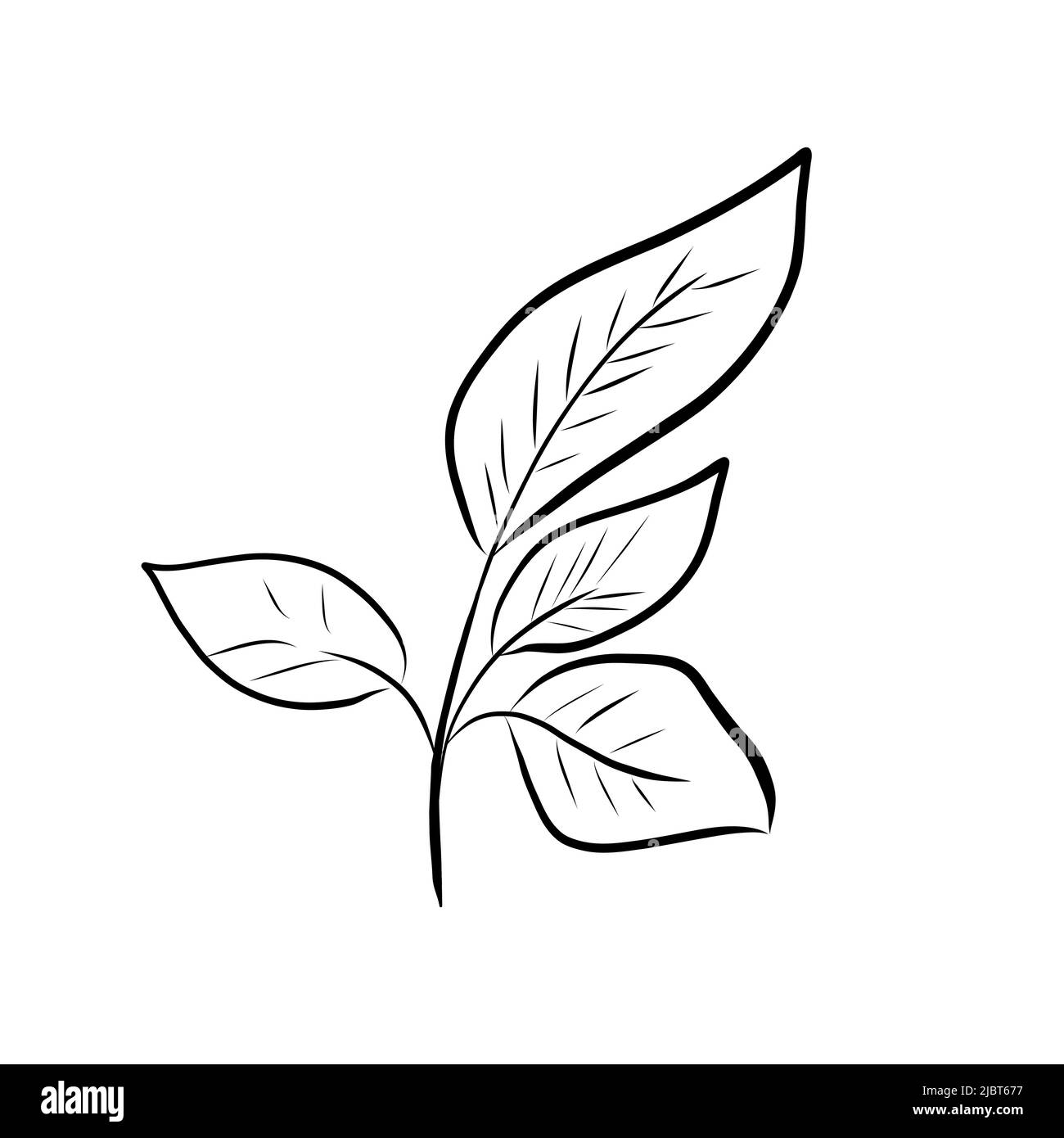 Branch. Contour branch. Decorative Branch illustration. Vector ...