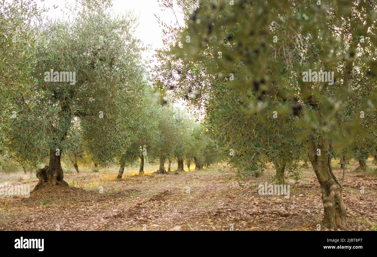 rows of olive trees in an olive grove Stock Photo - Alamy