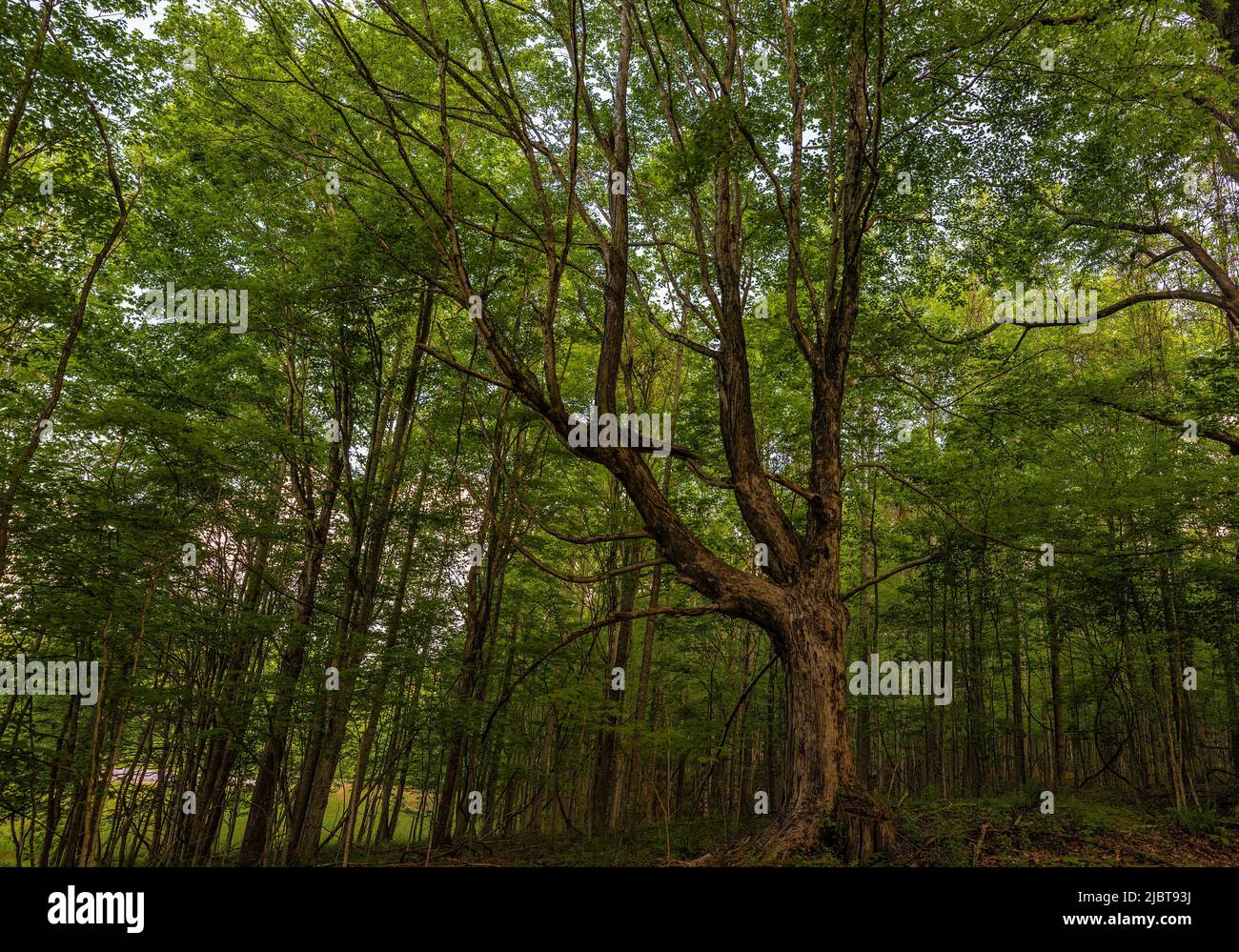 Eastern deciduous forest canopy hi-res stock photography and images - Alamy