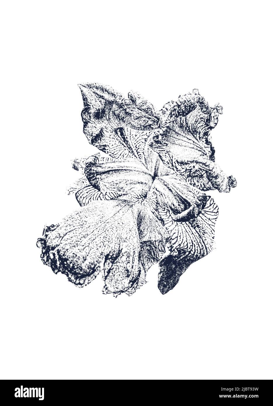 Hand draw flower in retro style. Distress vector illustration Stock ...