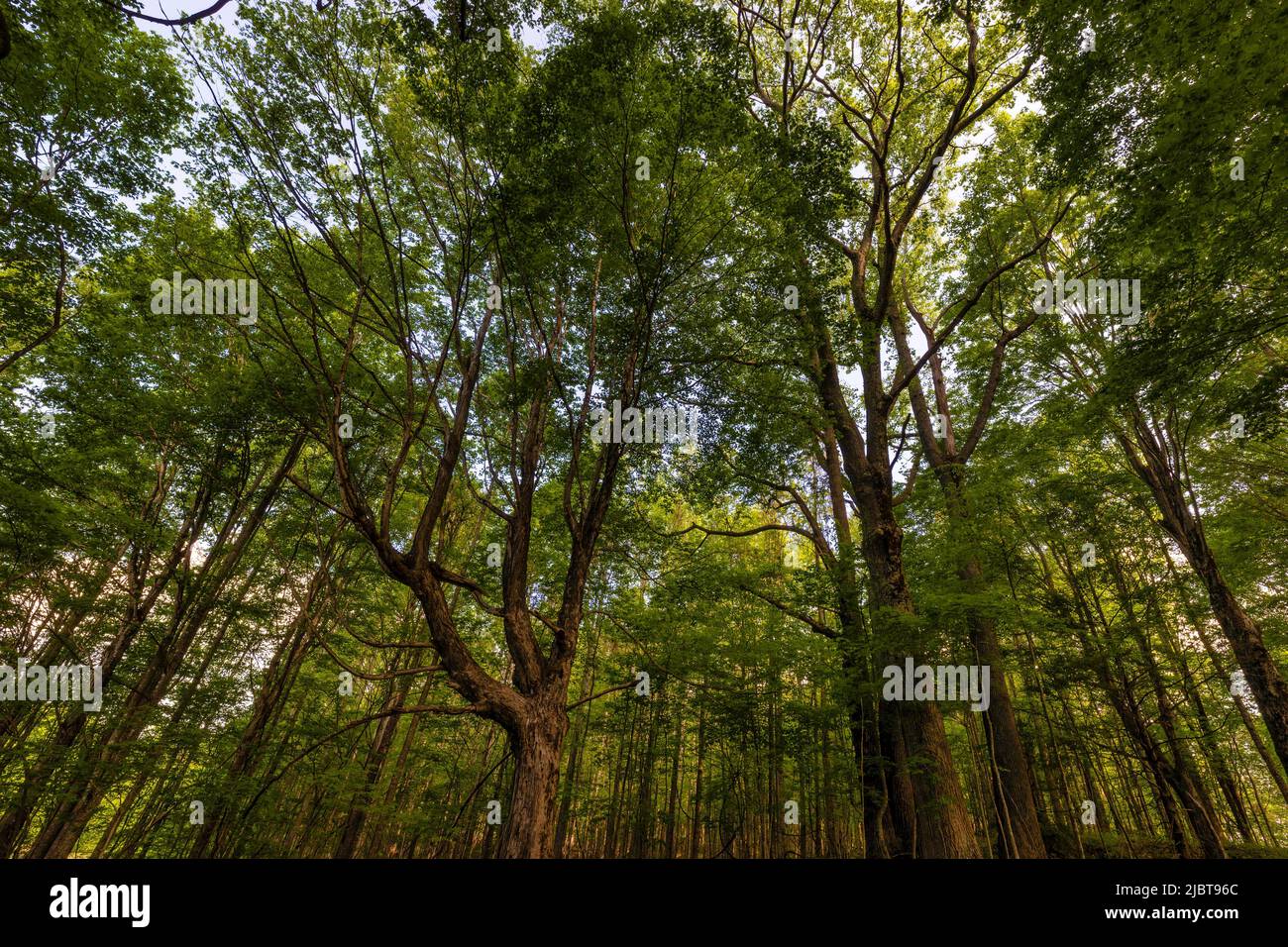 Above view of a canopy of trees in a forest in north eastern Tennessee ...