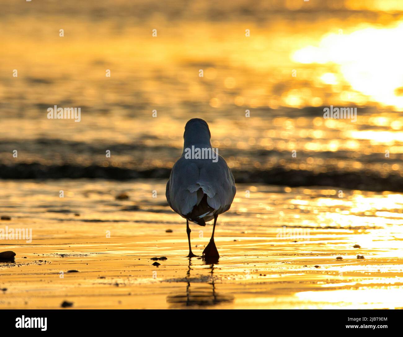 France, Côtes d'Armor, Bay of Saint Brieuc, sunset on the beach and a ...