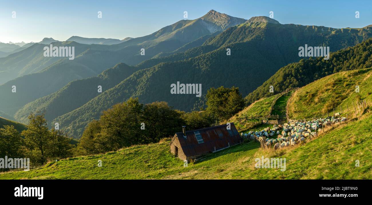 France, Pyrenees Atlantiques, Basque Country, sheep manech black head ...