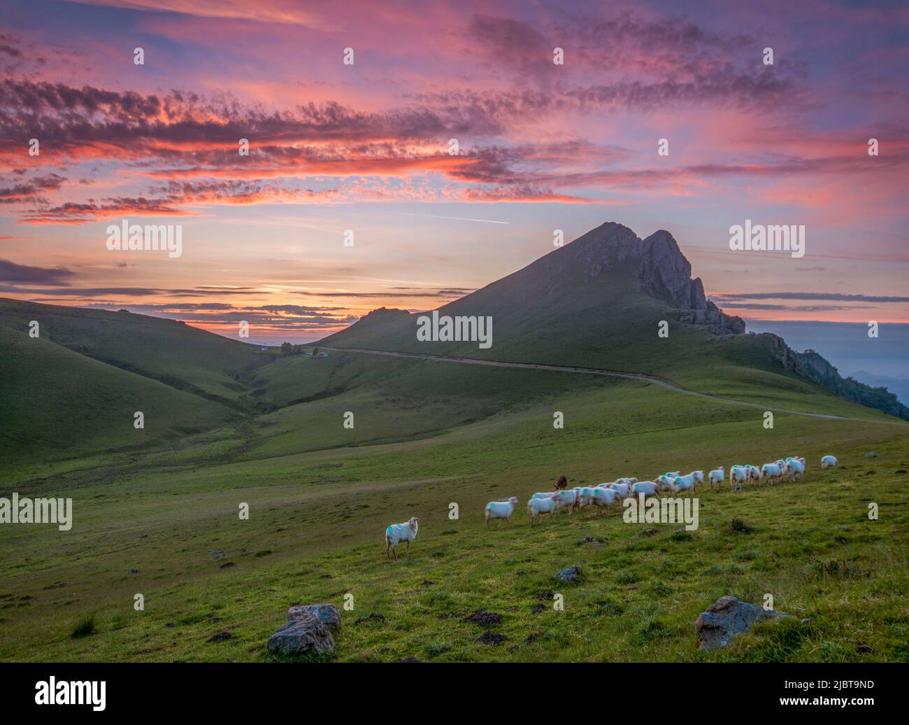 France, Pyrenees Atlantiques, Basque Country, sheep manech head redhead ...