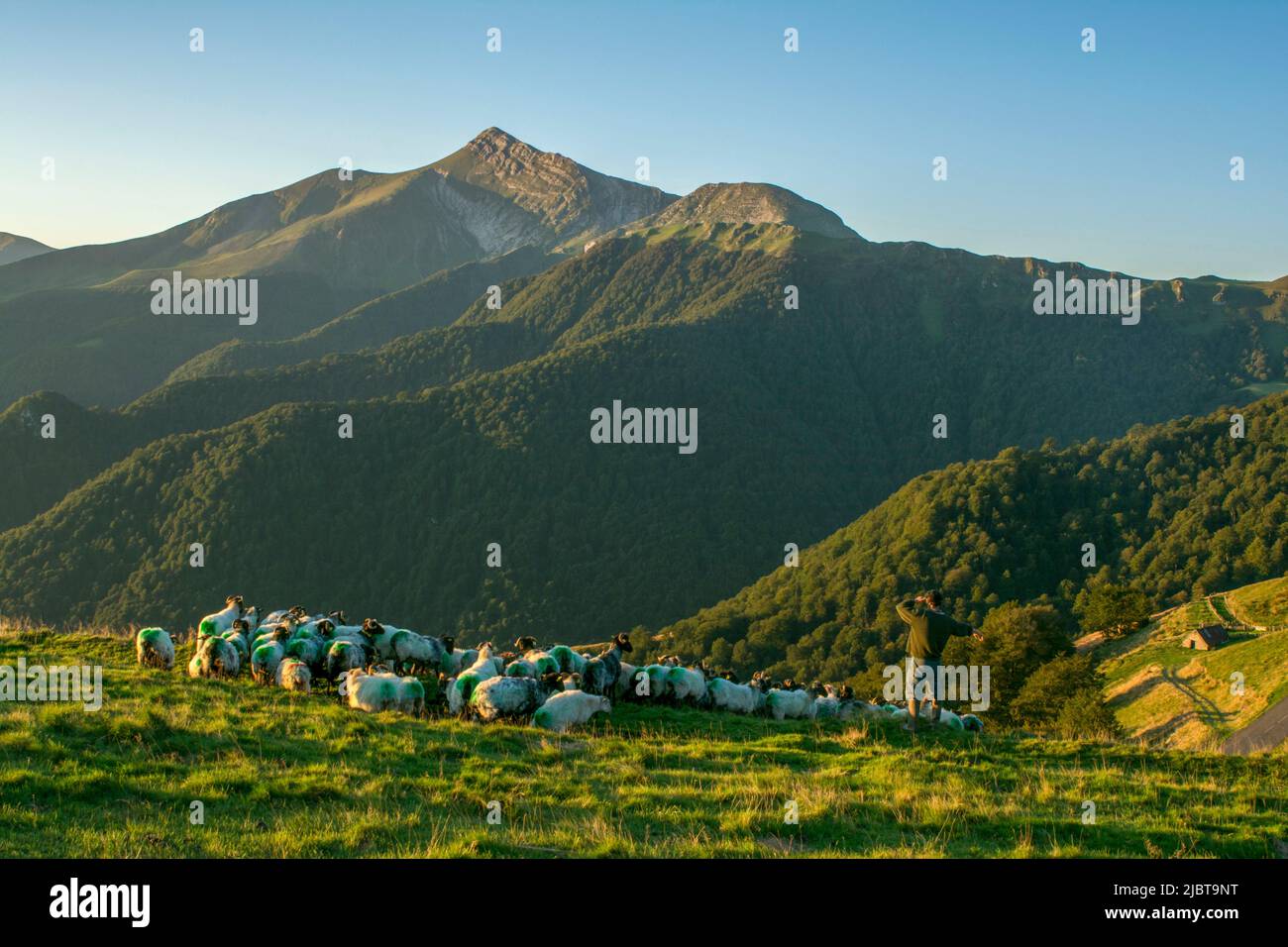 France, Pyrenees Atlantiques, Basque Country, sheep manech black head ...
