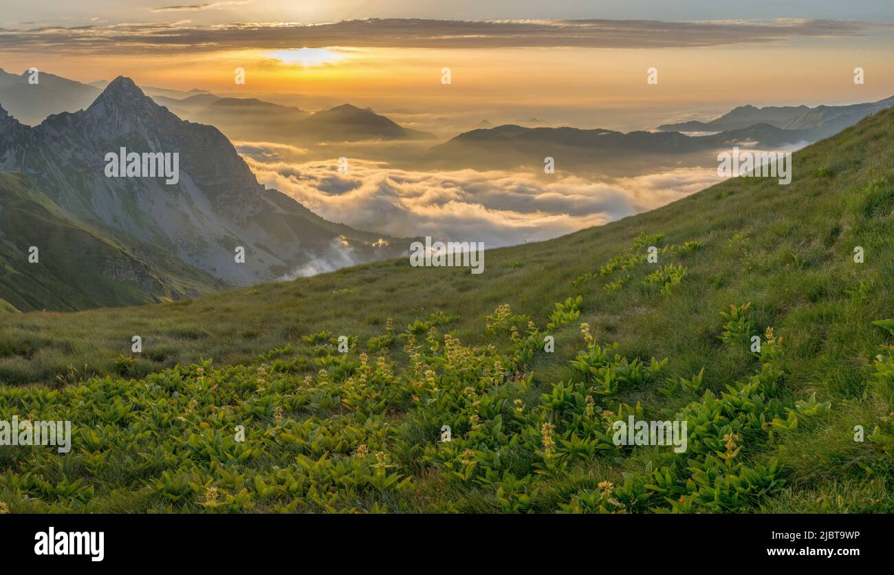 France, Pyrenees Atlantiques, Bearn, Aspe valley, yellow gentian ...
