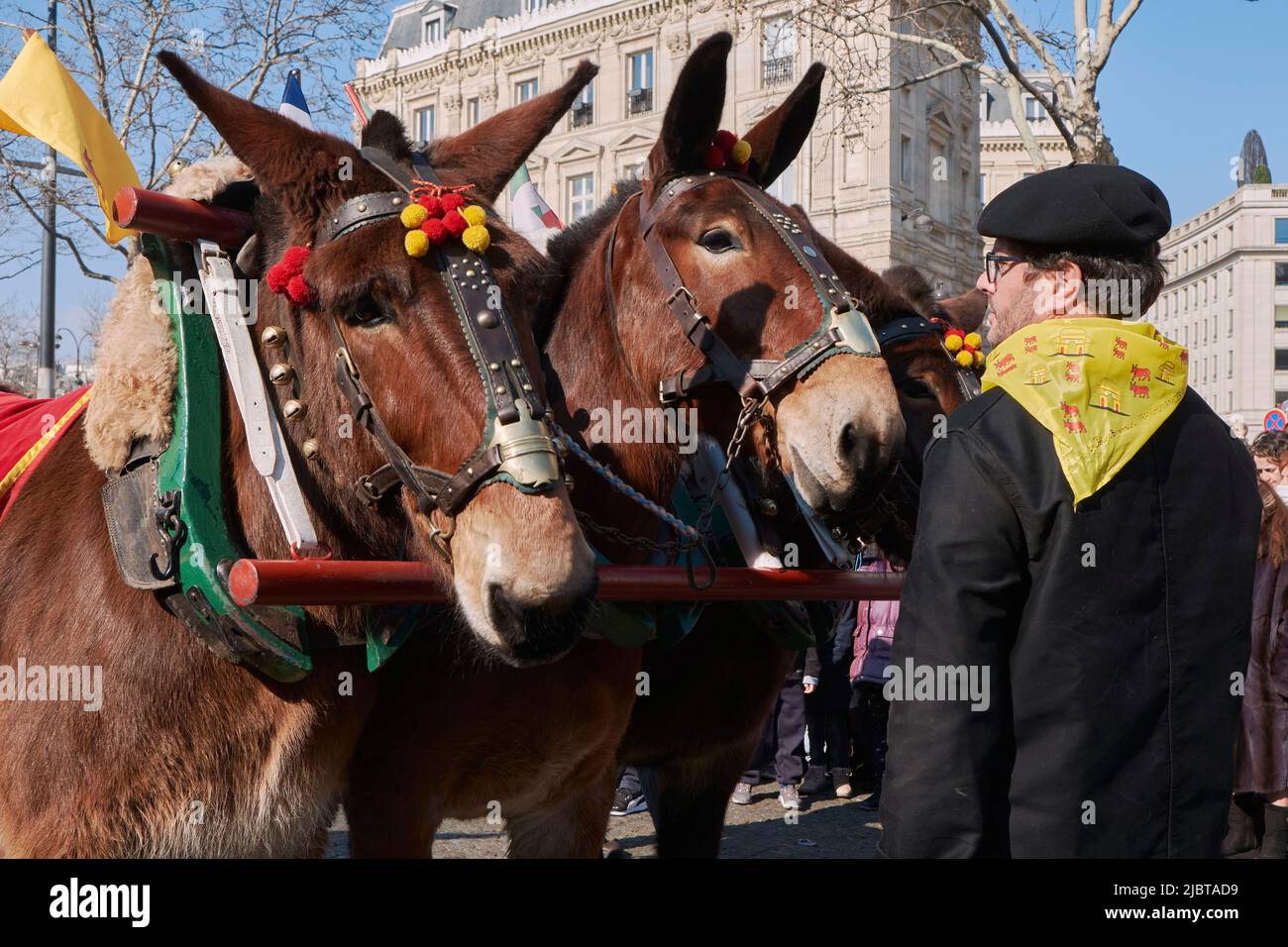 Types of mules hi-res stock photography and images - Alamy