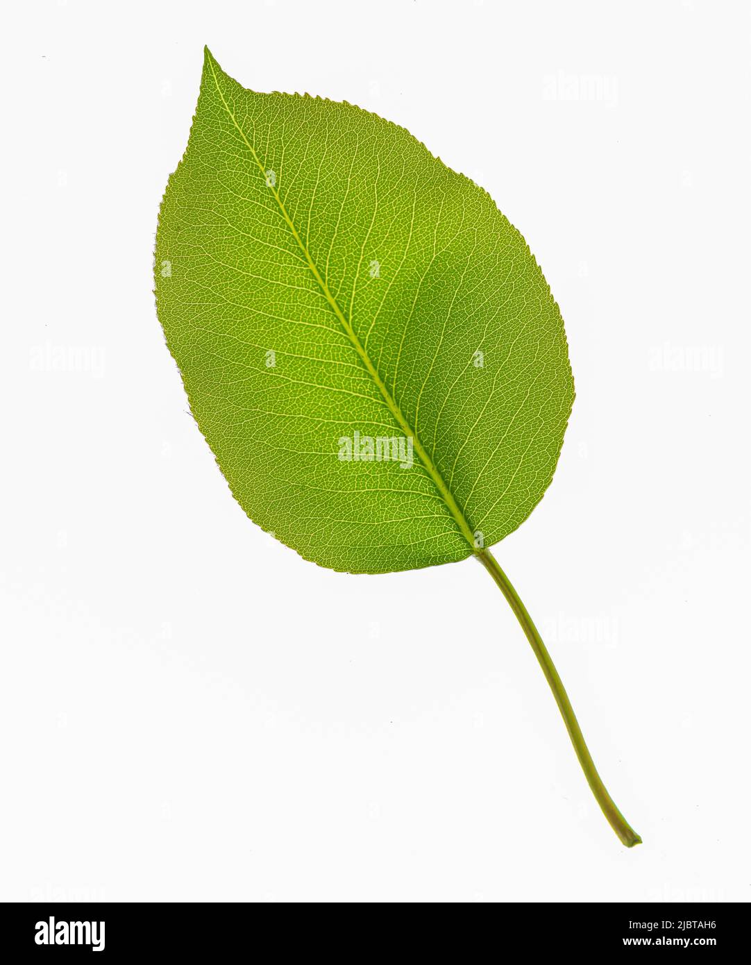 Common lilac leaf (Syringa vulgaris Stock Photo - Alamy
