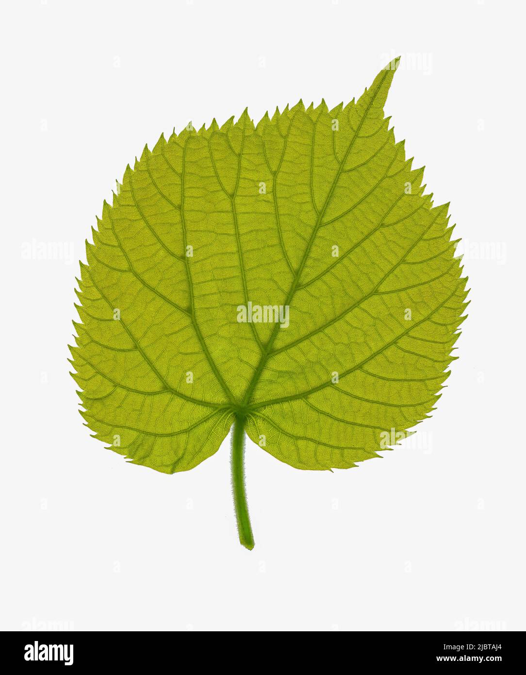 Tilia leaf hi-res stock photography and images - Alamy