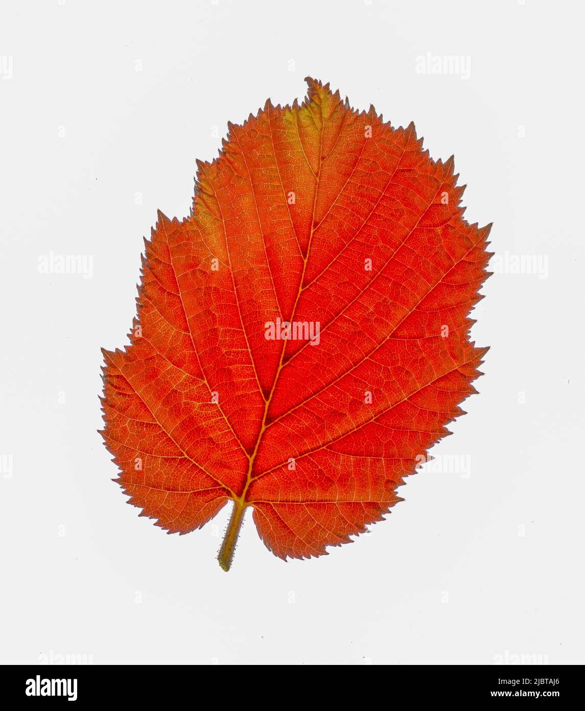 Hazel tree leaf hi-res stock photography and images - Alamy