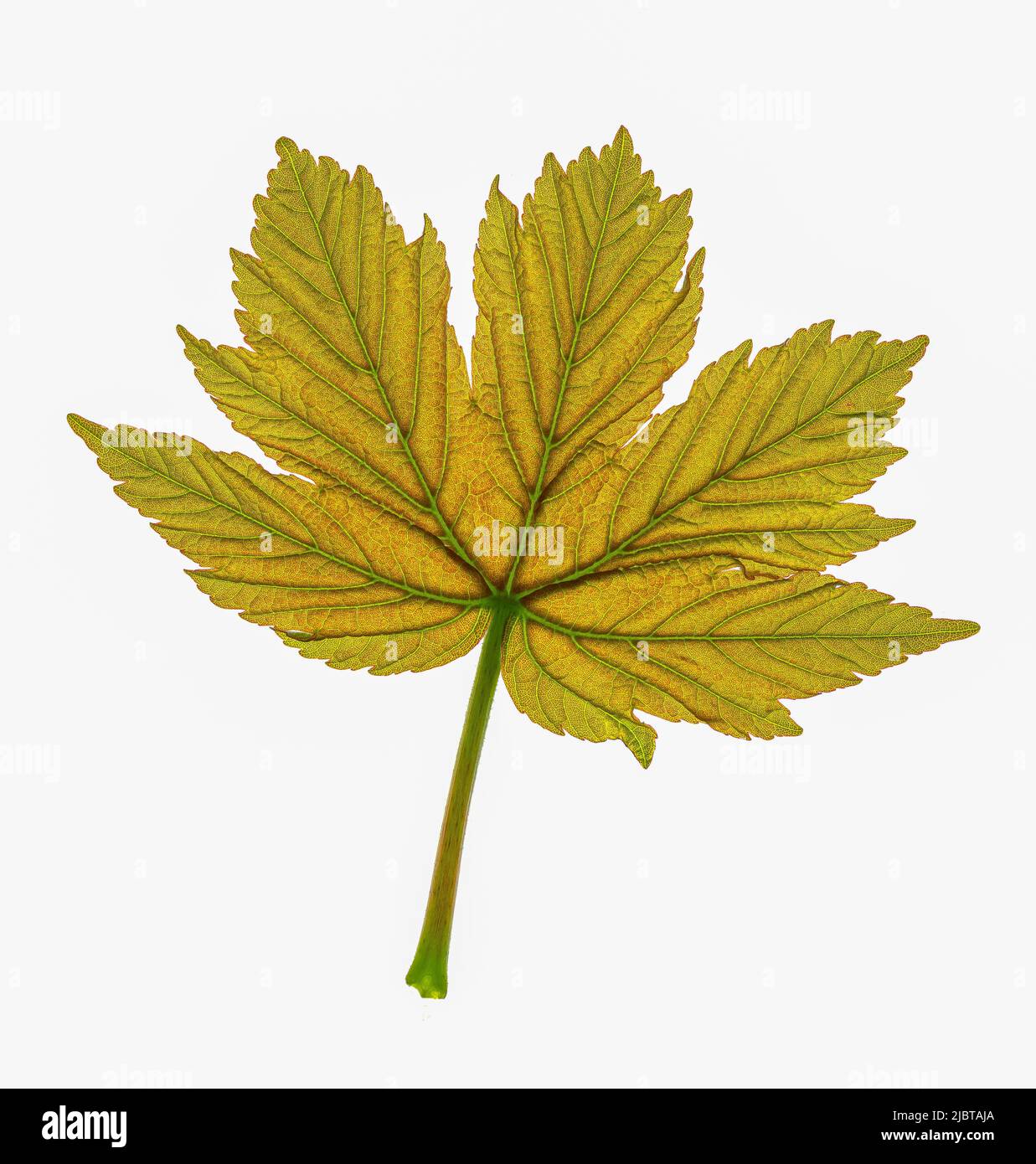 Leaf veins botany Cut Out Stock Images & Pictures - Alamy