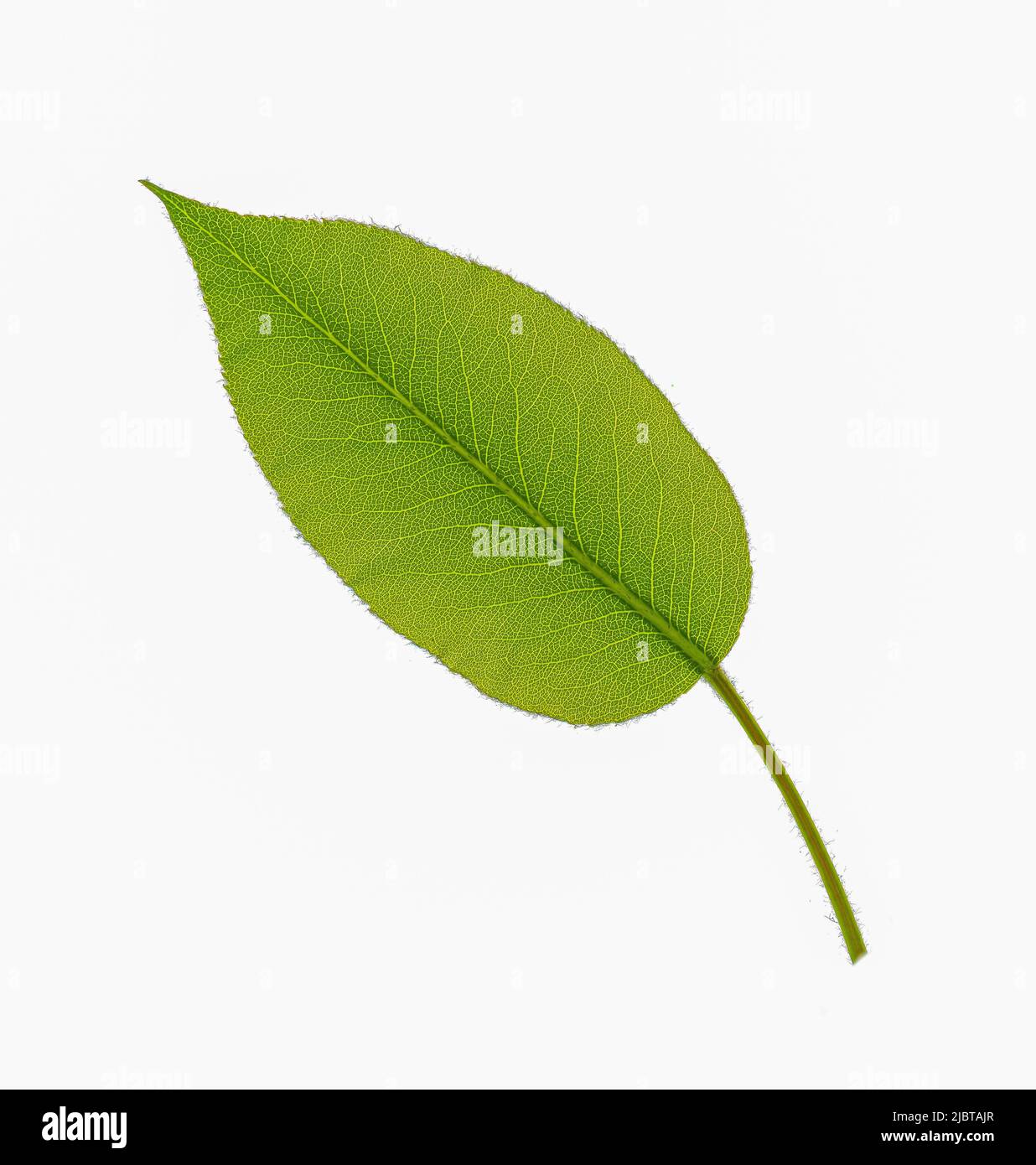 Pear tree leaf Stock Photo - Alamy