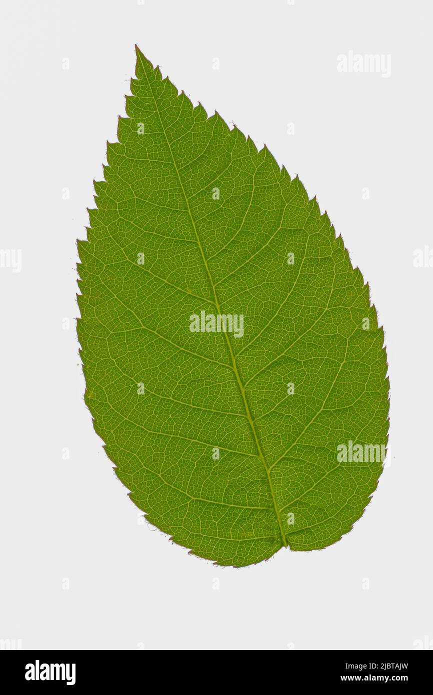 Rose leaf hi-res stock photography and images - Alamy