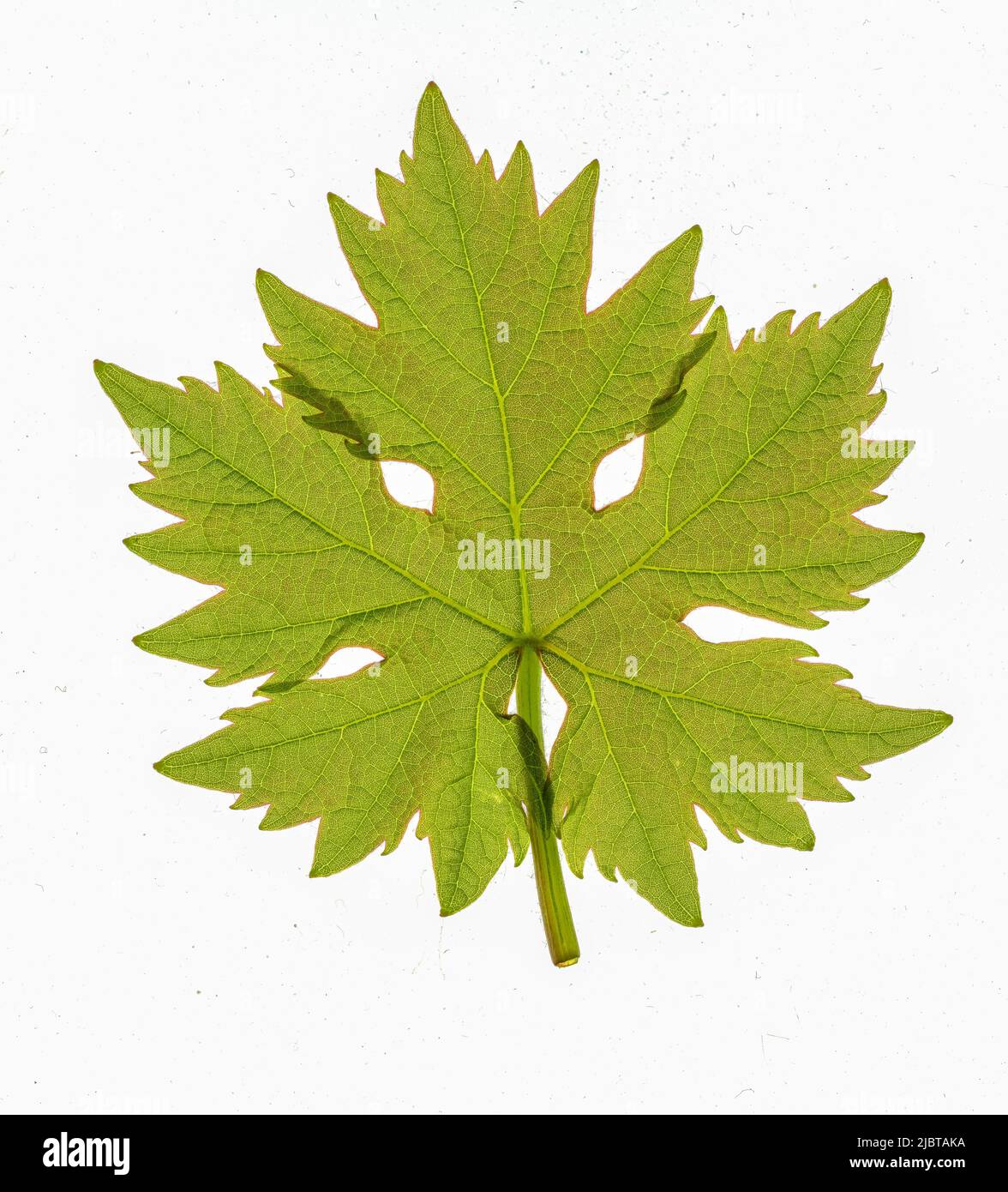 Close vine leaf hi-res stock photography and images - Alamy