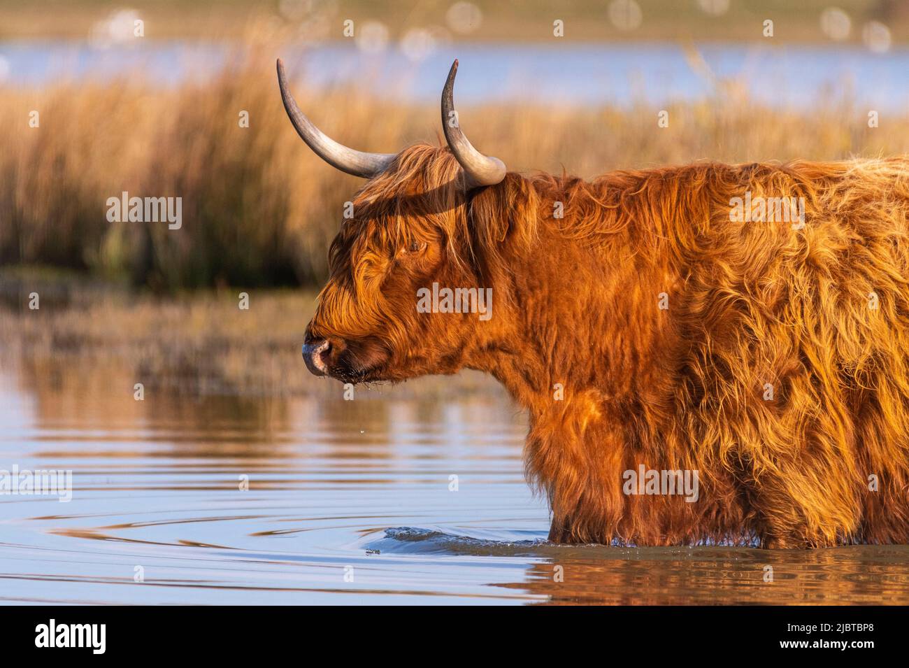 France, Somme, Scottish Highland Cattle in the Crotoy marsh (aerial ...