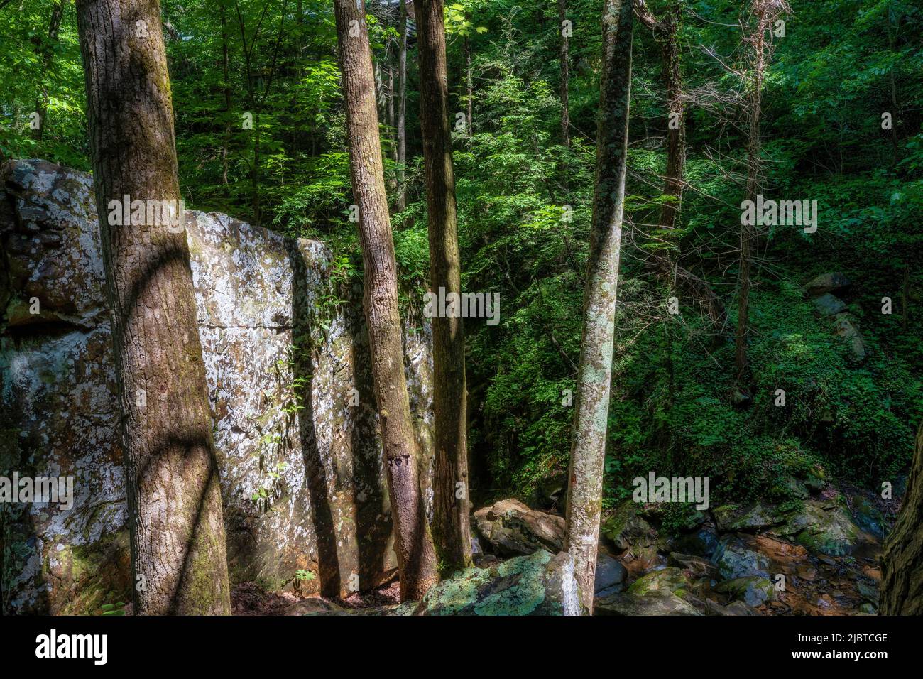 A large boulder blocks the view of the small gorge where a creek flows ...