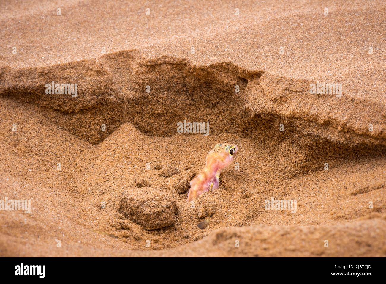 Desert lizards hi-res stock photography and images - Alamy