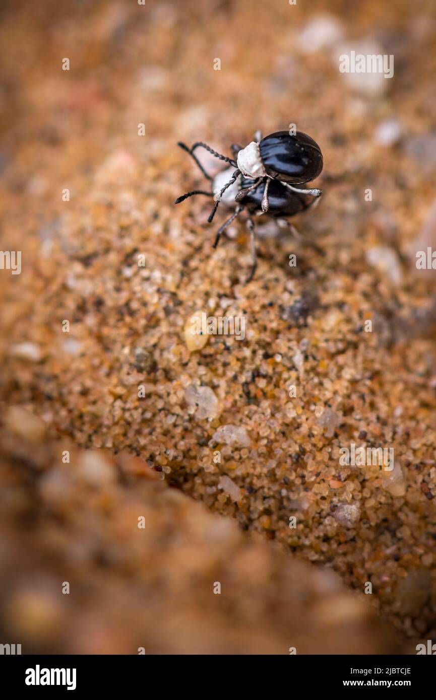 Namibia, Skeleton Coast, Erongo region, Swakopmund, Namib Desert, tiny ...