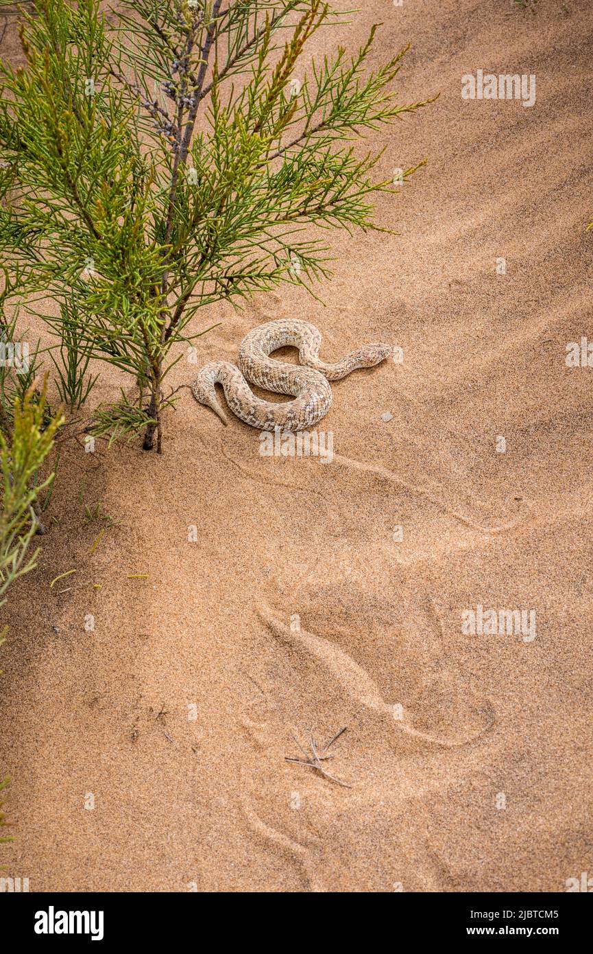 Snake vertical hi-res stock photography and images - Alamy