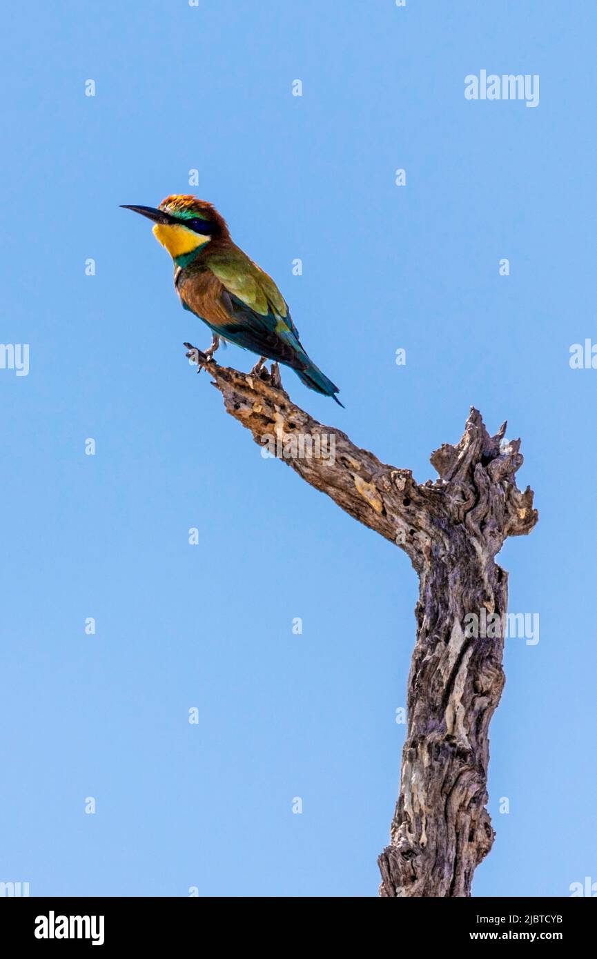 Types of bee eater hi-res stock photography and images - Alamy