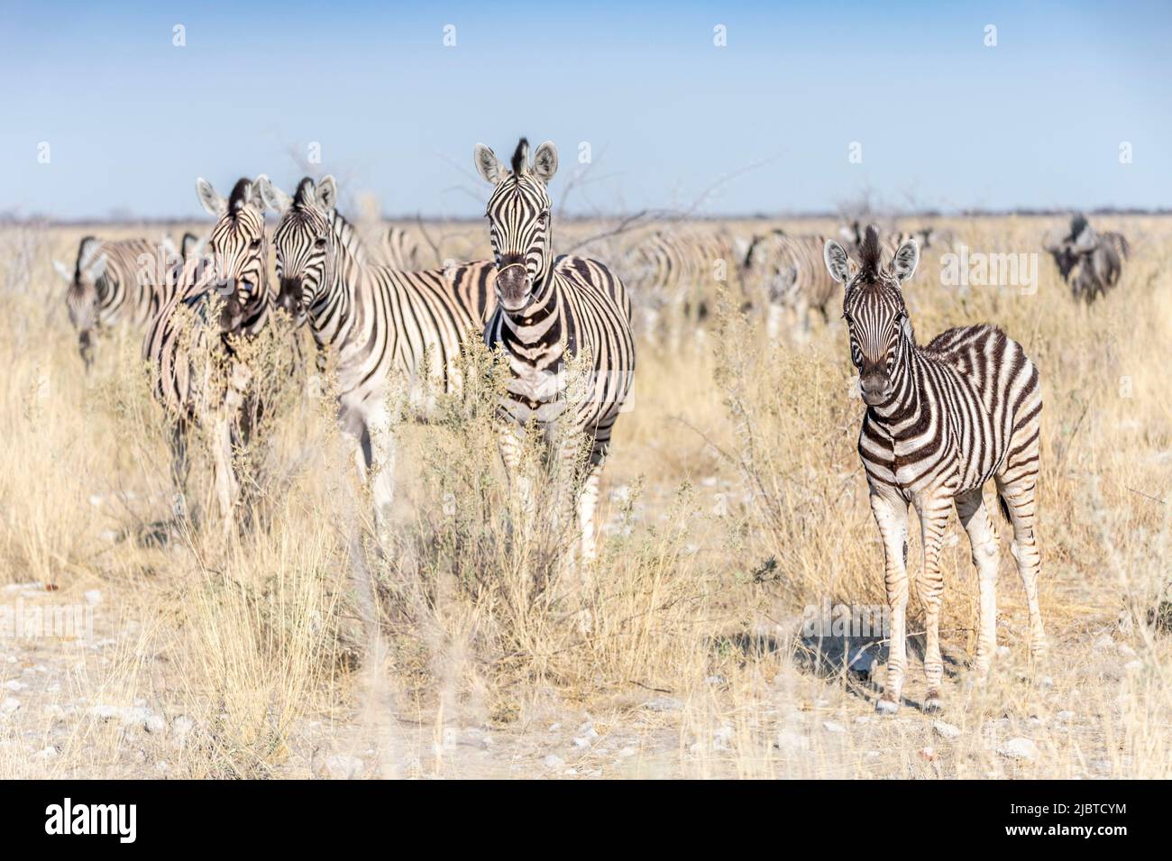 Namibia, Kunene region, Etosha National Park, between Halali and ...