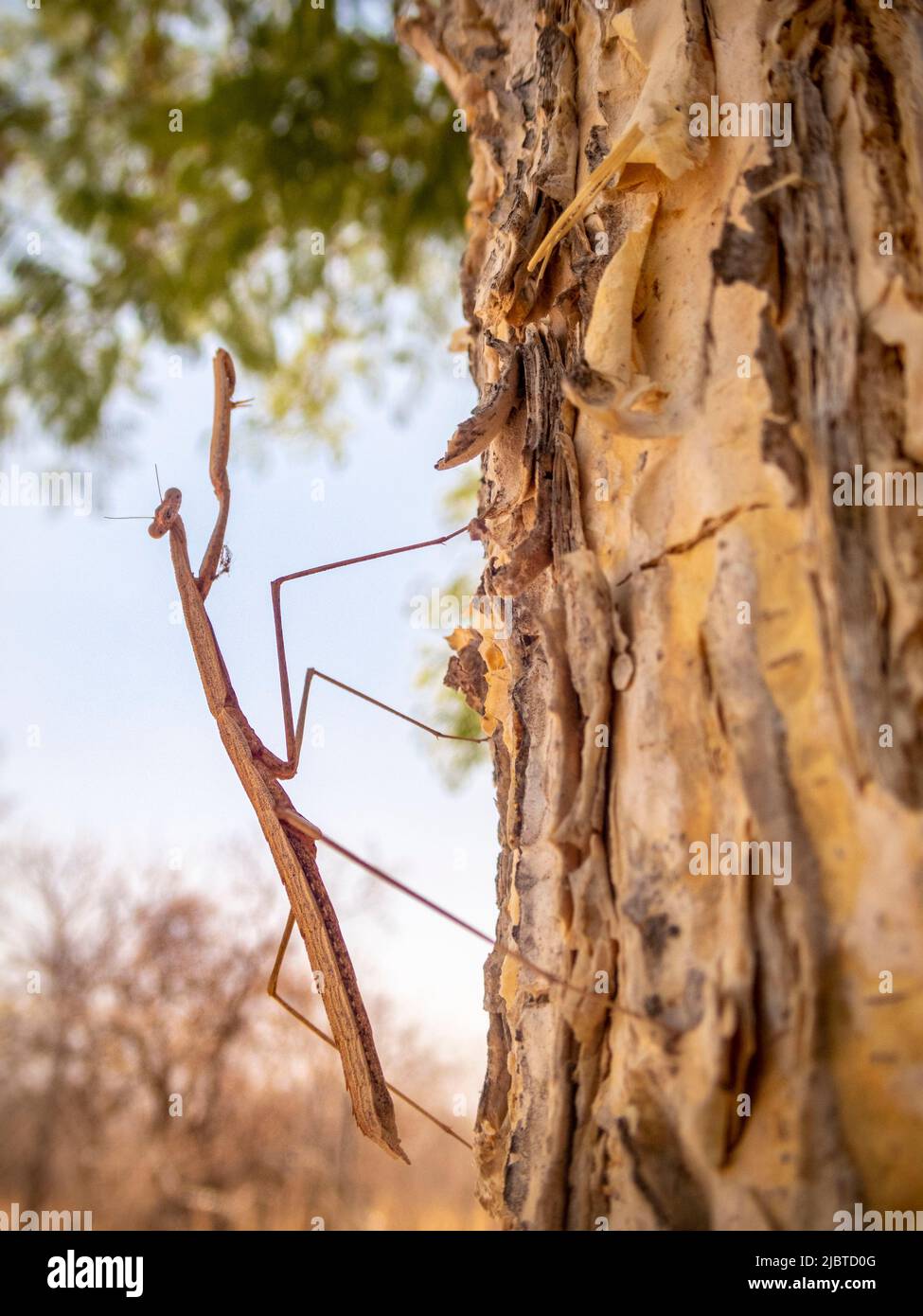 Namibia, Kunene region, praying mantis on a trunk Stock Photo - Alamy