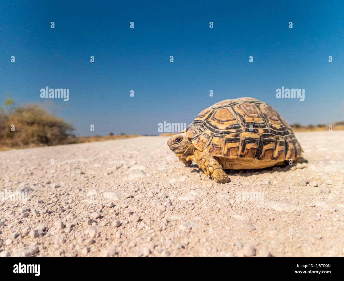 Namibia, Kunene region, Etosha National Park, Land Tortoise (homopus ...