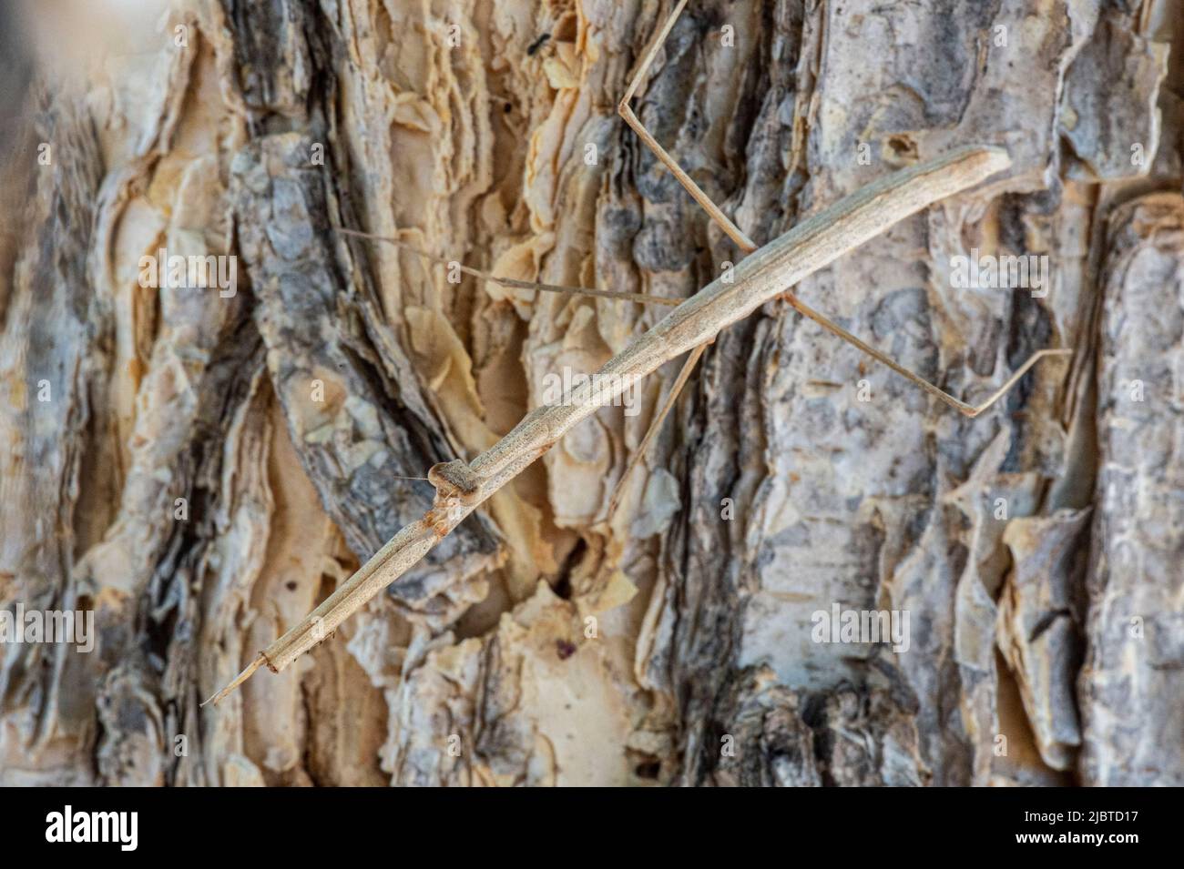 Namibia, Kunene region, praying mantis on a trunk Stock Photo - Alamy