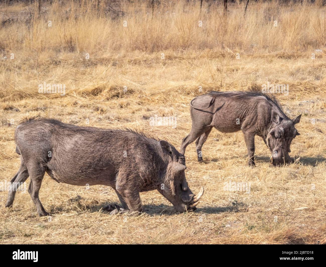 Namibia, Kunene region, Etosha National Park, Warthog (Phacochoerus ...