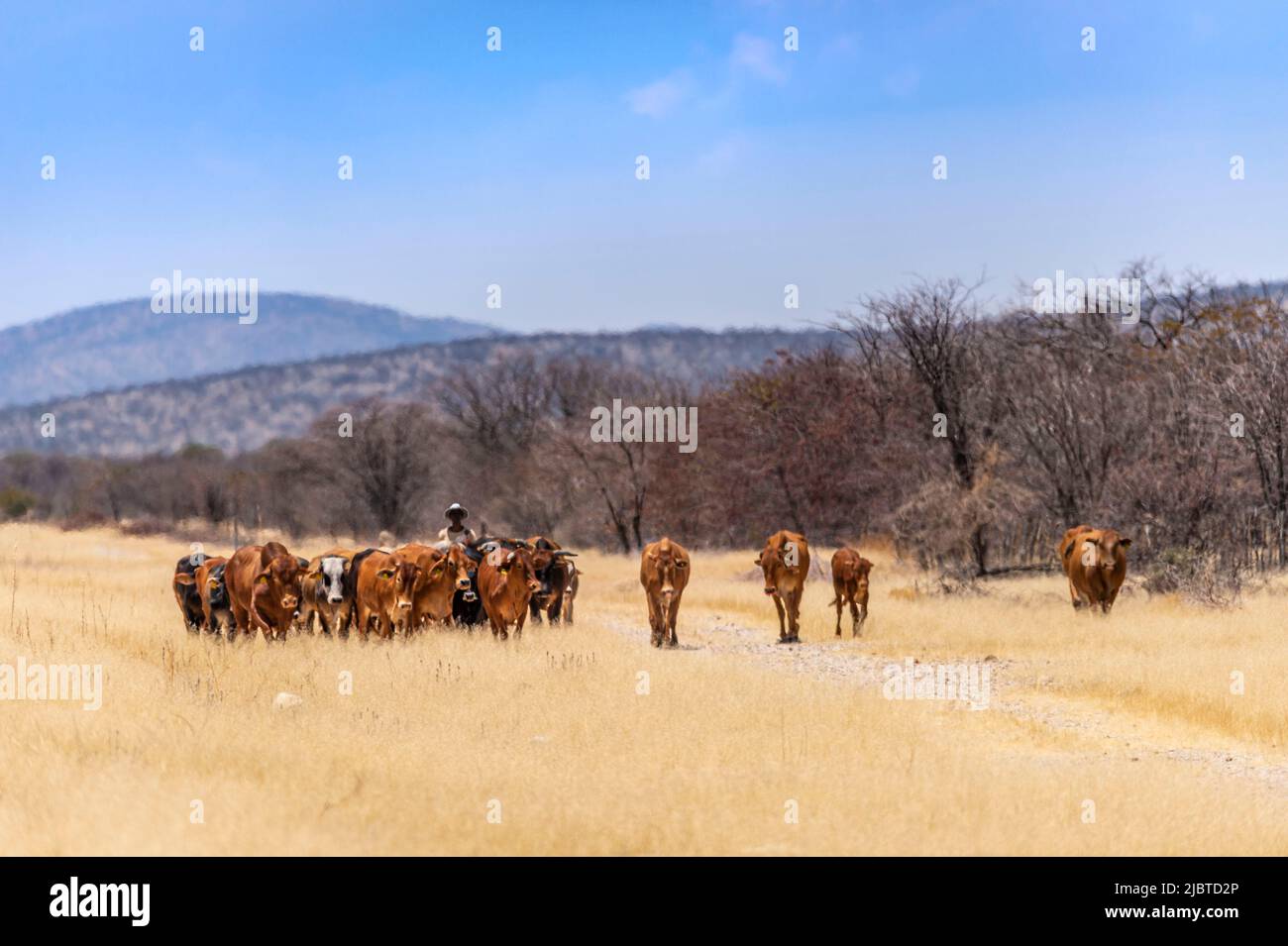 Namibia, Kunene region, Khorixas, farmer and his cow grazing along the ...