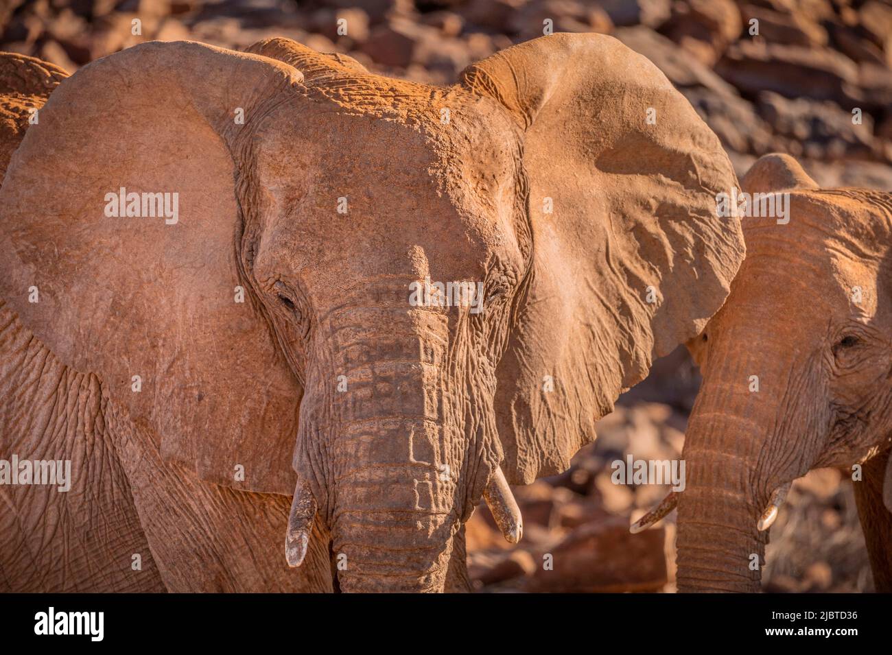 Namibia desert elephant hi-res stock photography and images - Alamy
