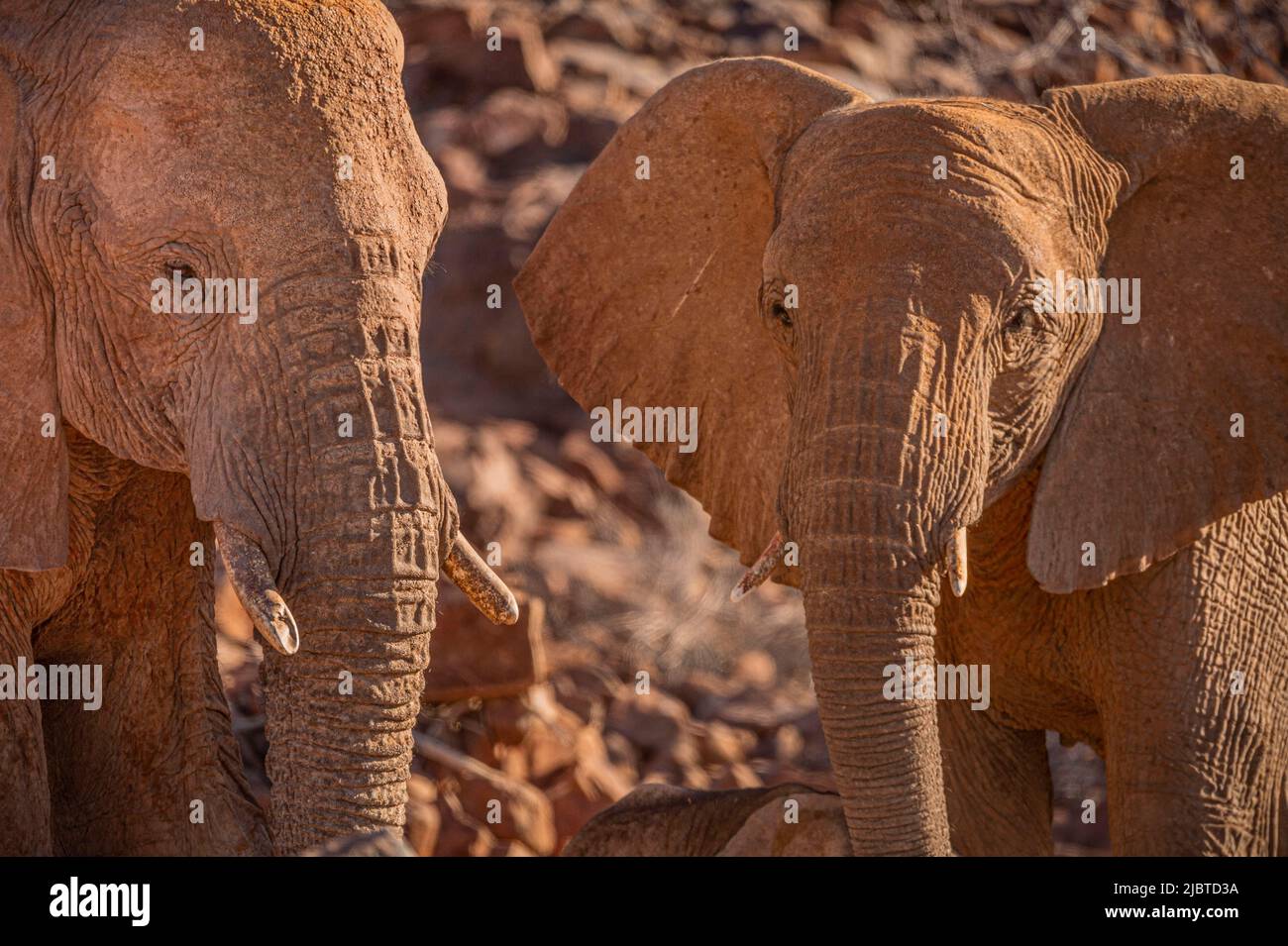 Namibia desert elephant hi-res stock photography and images - Alamy