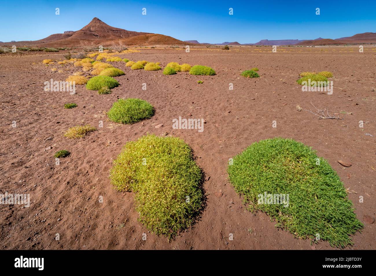 Namibia, Kunene region, Damaraland, Bergsig, clumps of vegetation in ...