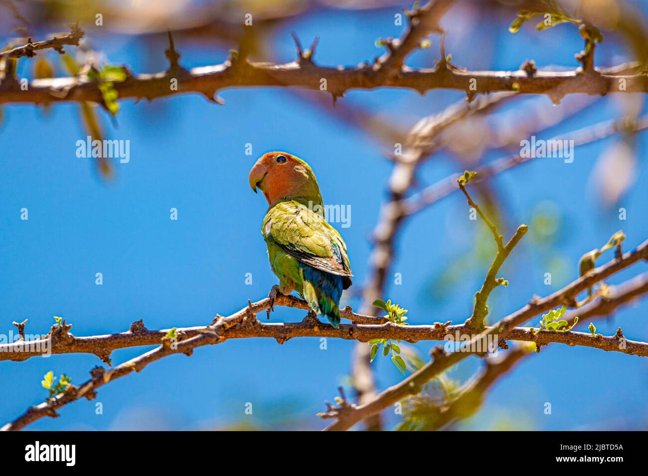 Namibia, Kunene region, Damaraland, Kamanjab, Oppi-Koppi campsite ...